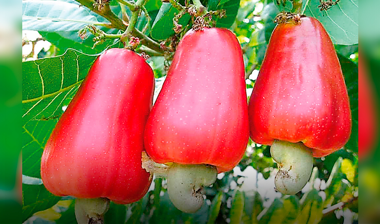 El marañón avanza como un motor de desarrollo en el sur – EL PAIS