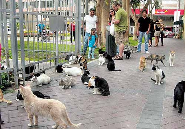 Más de un centenar de gatos prodigan relax en el parque central de Lima – EL PAIS