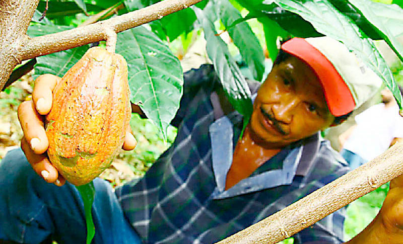 Cacao El Pais Hn Diario El País Honduras