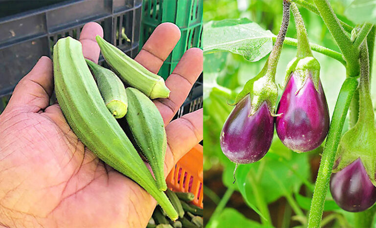 Conozca los vegetales orientales cultivados en Honduras