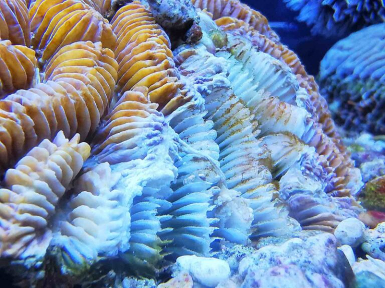 Síndrome de Pérdida de Tejido de Coral rodea a arrecifes de Tela