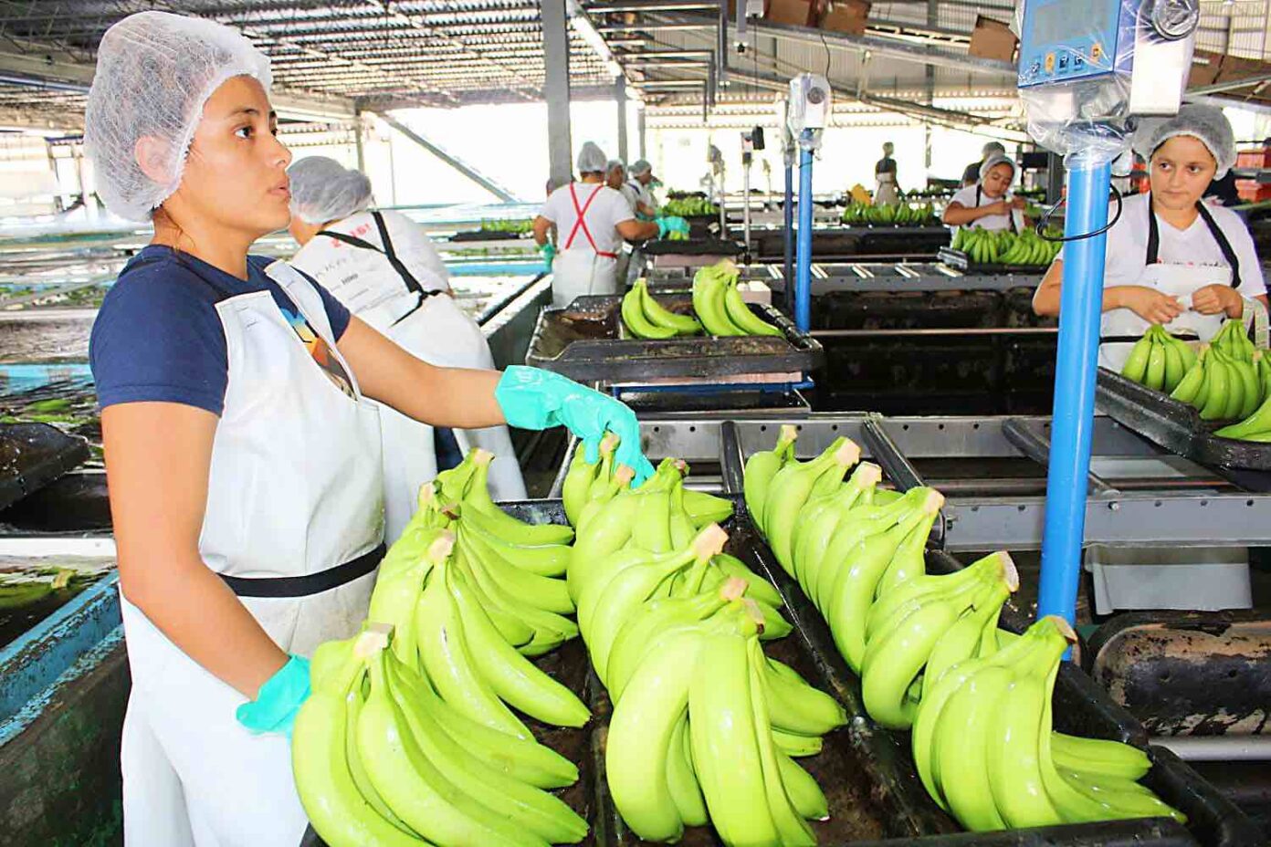 Productores de banano envían unos 15 contenedores a EE.UU.