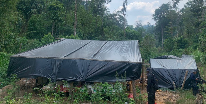 120 manzanas de arbustos de coca en Reserva Nacional Patuca