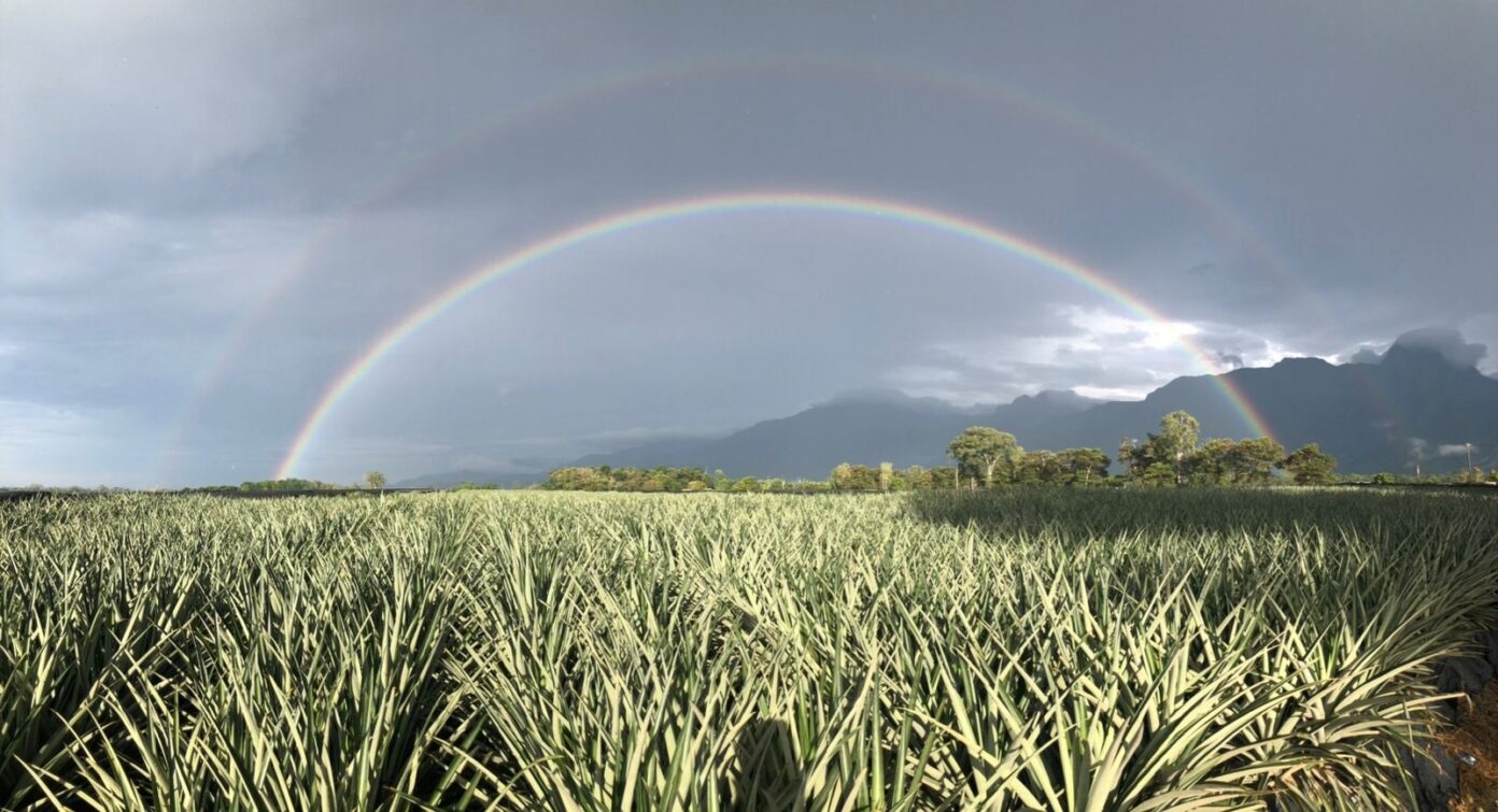 Todo listo para el primer “Festival de la Piña”