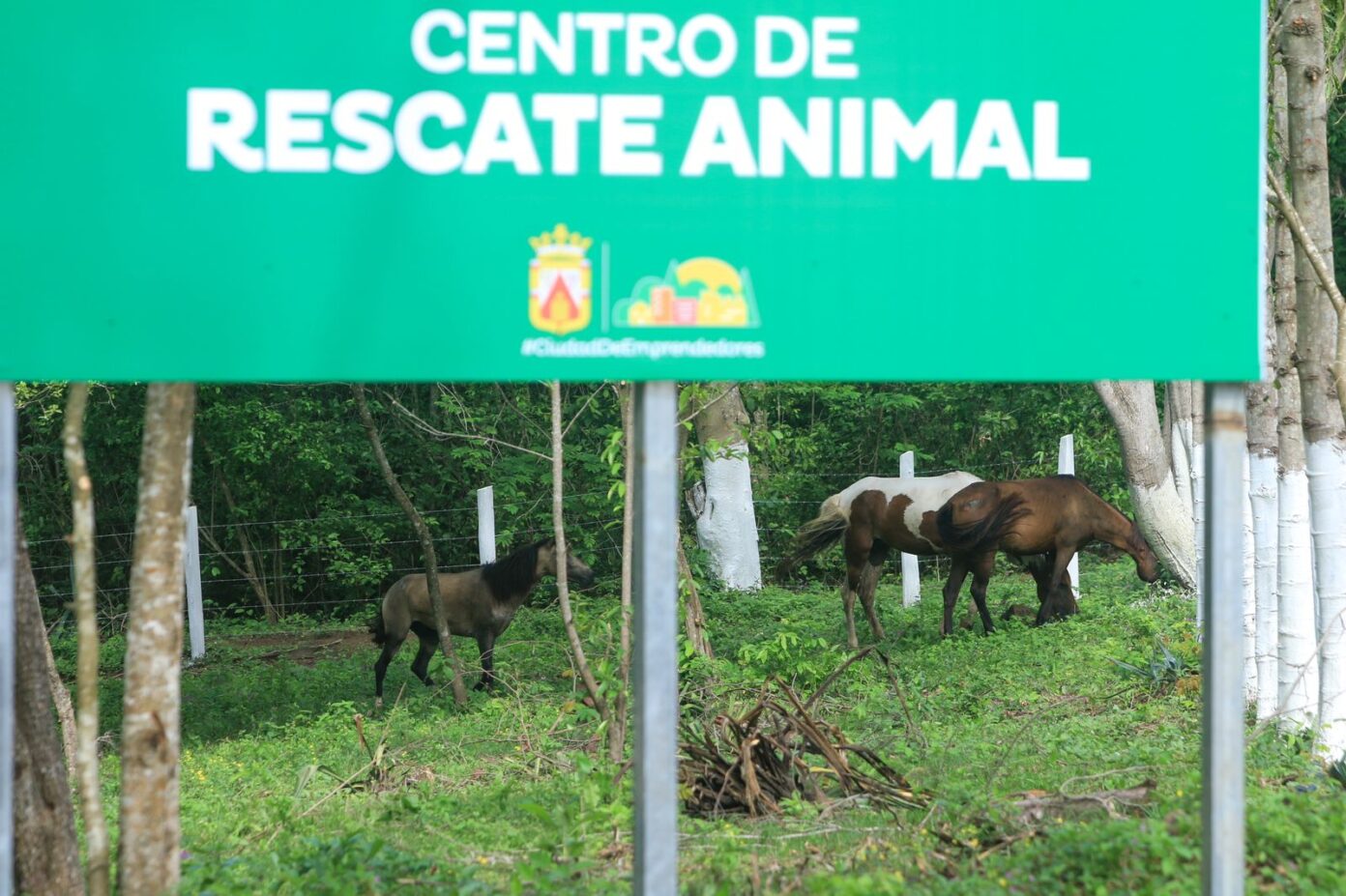Inauguran en SPS el primer centro de animales rescatados