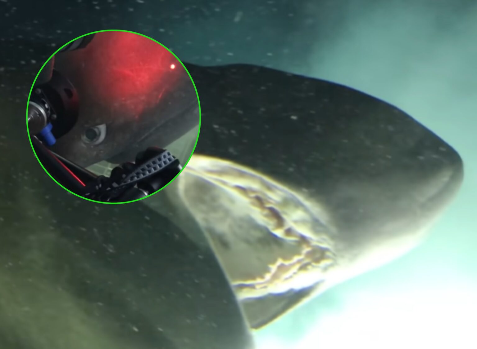 VIDEO: Descubren un tiburón "monstruo marino" prehistórico