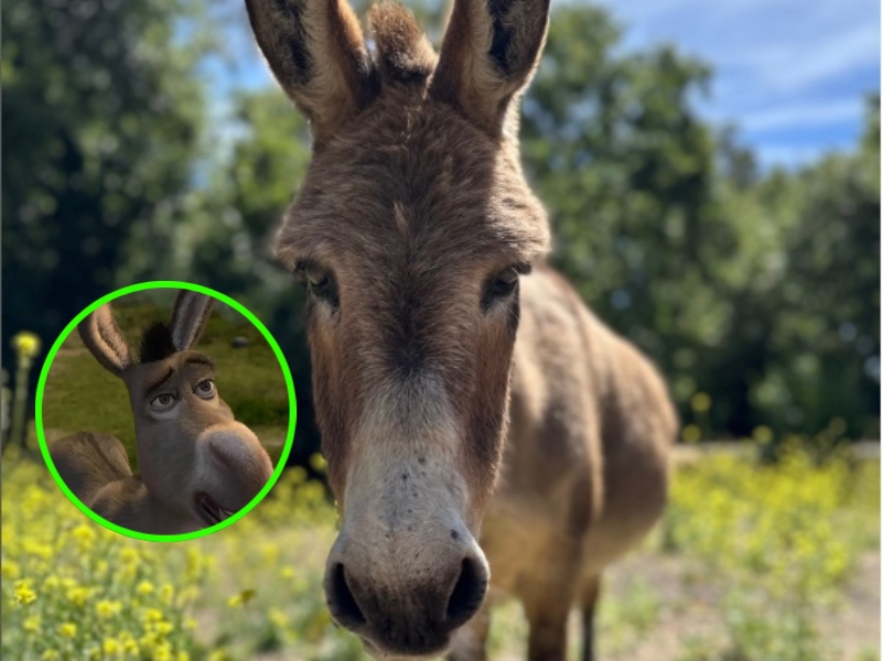 Muere Perry, el burro que inspiró a Asno en "Shrek"