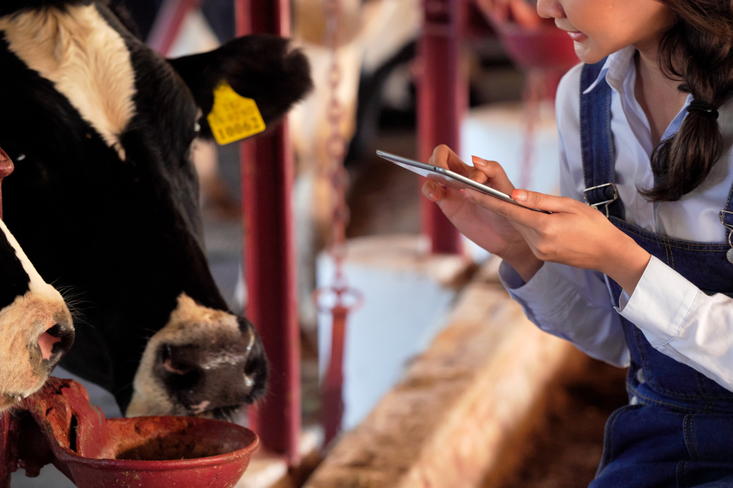 Tuberculosis zoonótica: un riesgo para la salud y la ganadería