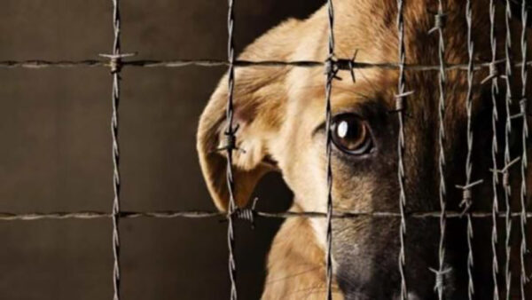 Honduras habilita línea 100 para denunciar el maltrato animal