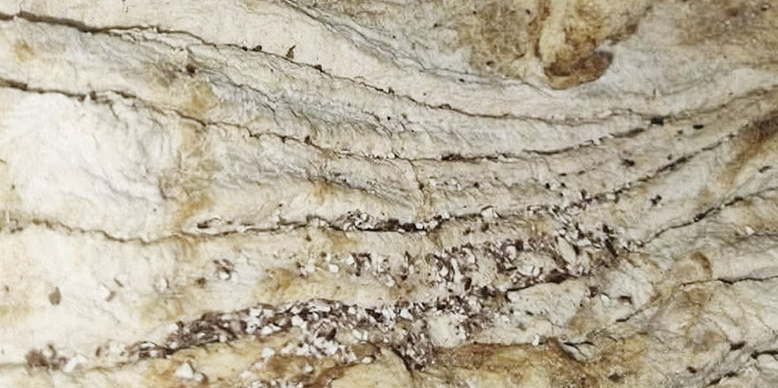 ARSA decomisa pescado seco contaminado con heces de ratón