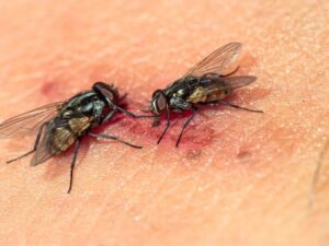 Qué es la miasis cutánea, el brote que causa alarma en Honduras