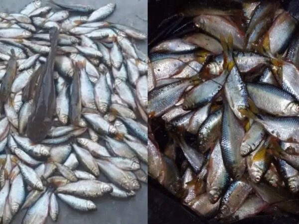 Así se vivió la lluvia de peces 2025 en Yoro