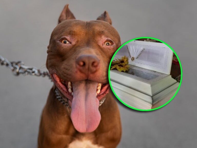 Menor fallece tras ser atacada por un perro