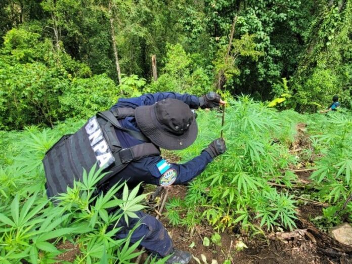Policía localiza plantación de marihuana con más de 6,500 plantas en ...