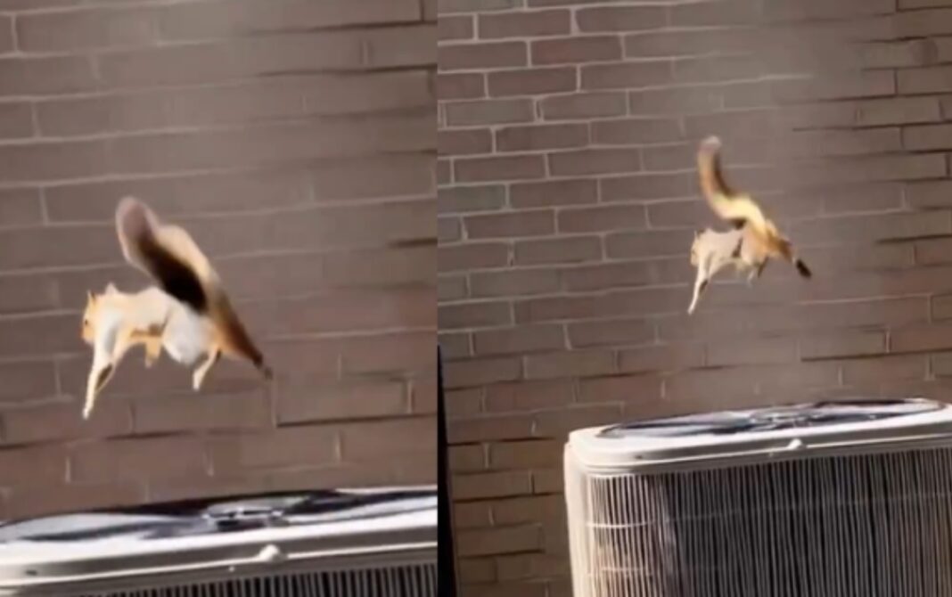 Ardilla se vuelve viral tras ‘volar’ sobre un aire acondicionado