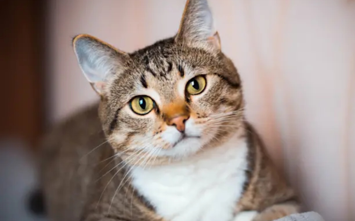 Un gato es elegido 'alcalde' en ciudad de Estados Unidos