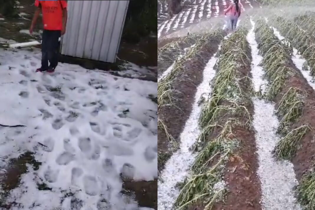 Granizo destruye hectáreas de papa en Intibucá