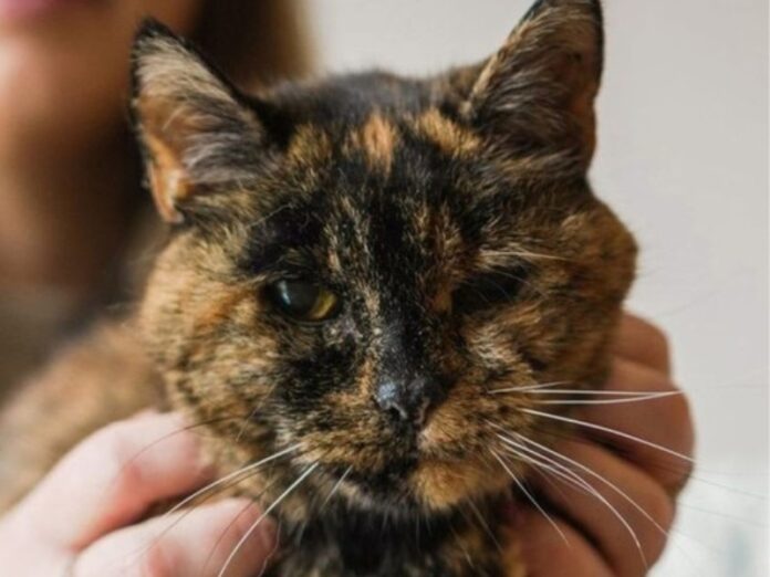 Flossie, la gata más longeva del mundo, celebra 30 años