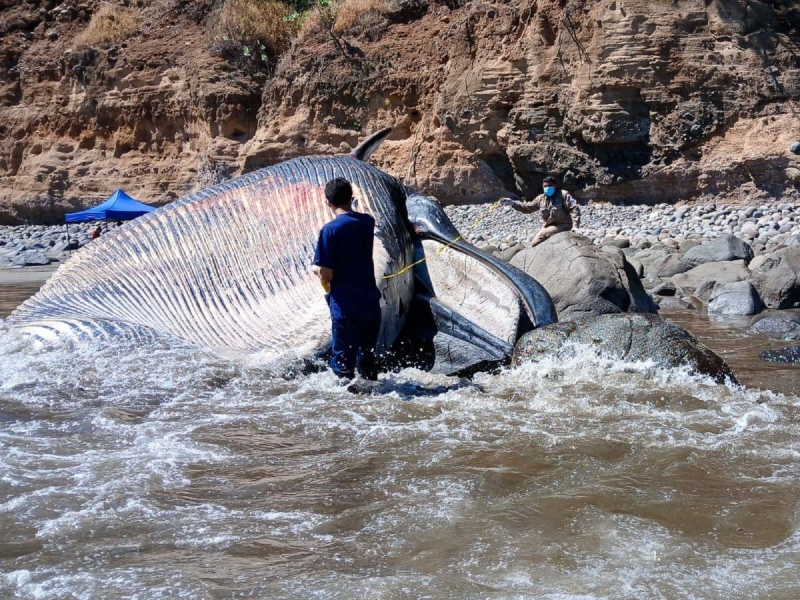 Imágenes: Ballena de 20 metros queda varada en costa salvadoreña