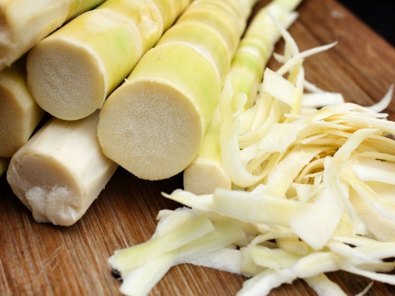 Científicos destacan propiedades nutricionales y terapéuticas del bambú