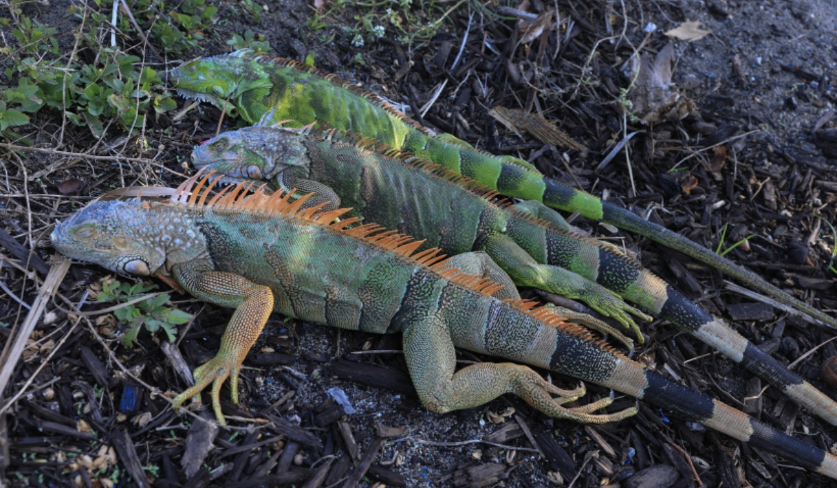 El frío extremo en Florida paraliza a las iguanas: explicación científica