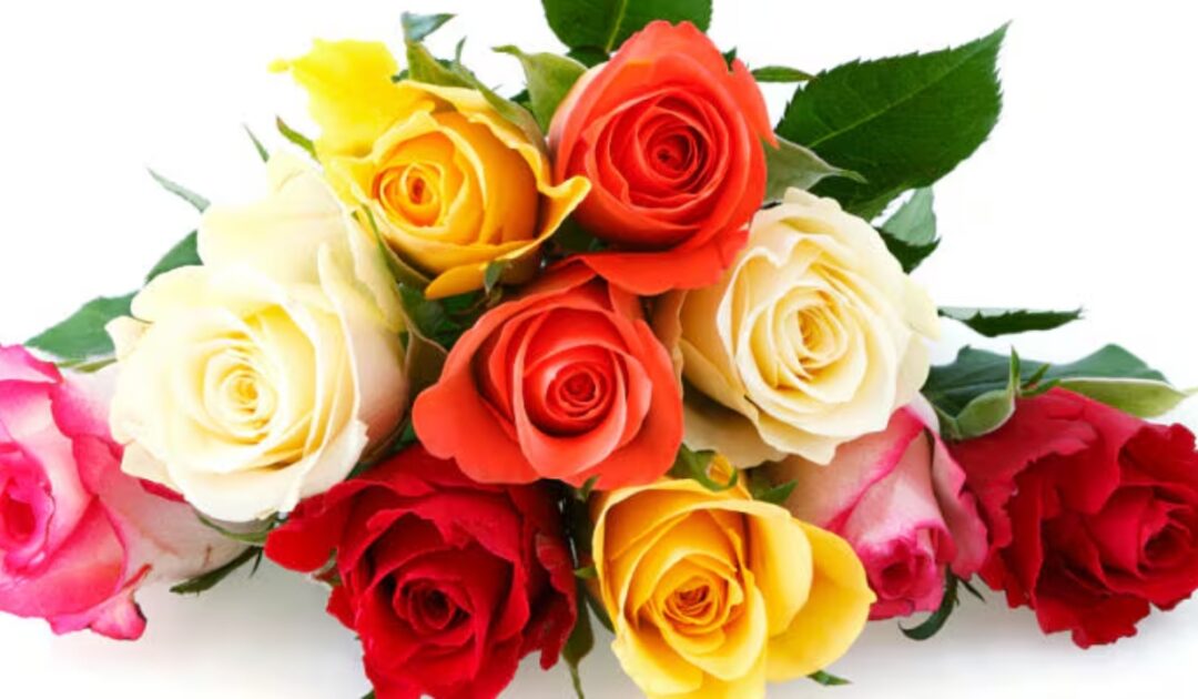 ¿No sabes qué color de rosas elegir? Te lo explicamos para San Valentín