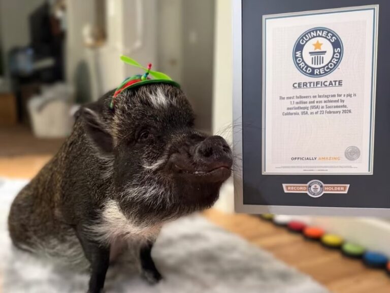 Viral en redes y récord Guinness: la vida de Merlin, el cerdo que “habla”
