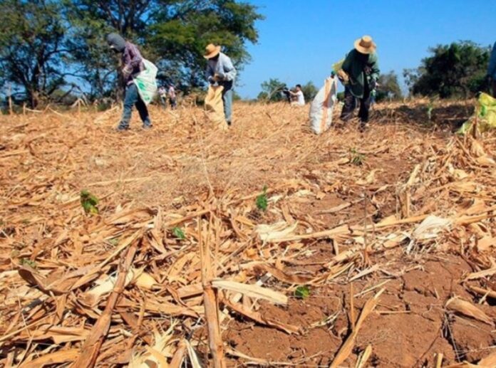 Sequía golpea al país: Honduras lanza ayuda para 90 municipios