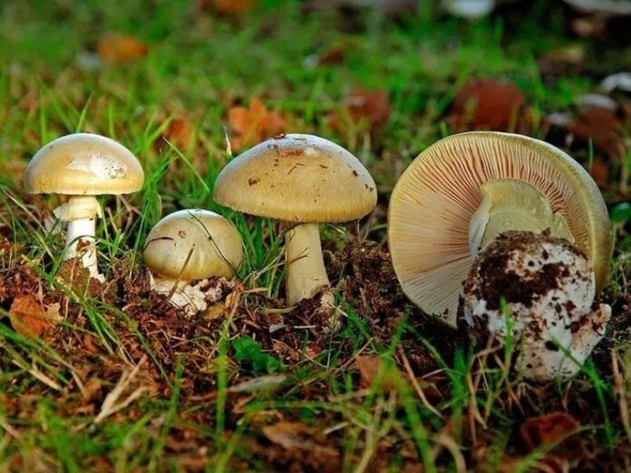 Niña muere en Intibucá tras consumir hongos silvestres venenosos
