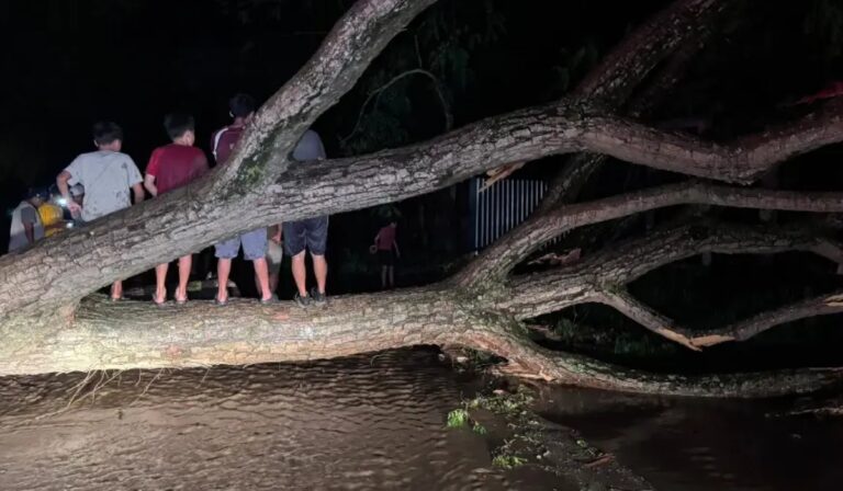 Tragedia en Cofradía: árbol cae sobre un mototaxi y deja un fallecido